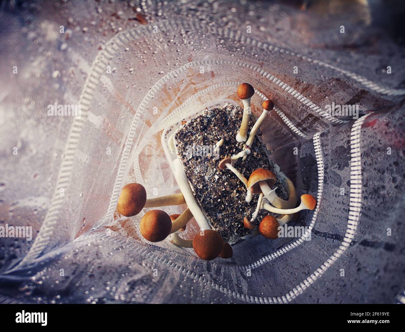 Magic mushrooms hi-res stock photography and images - Alamy