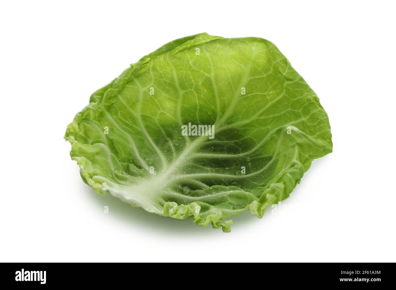 Fresh cabbage leaf isolated on white background Stock Photo - Alamy