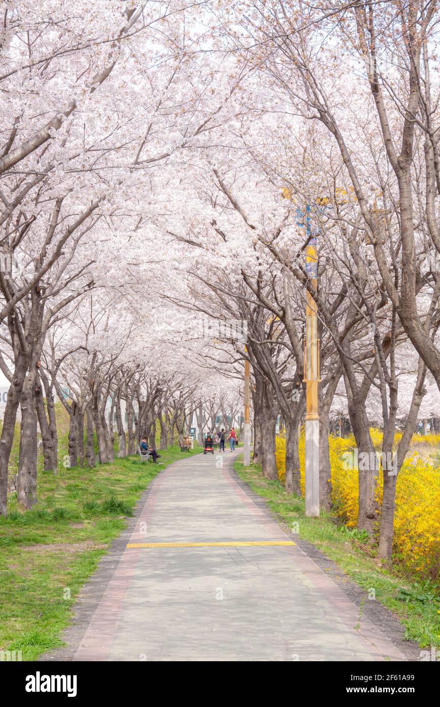 a spring walkway with cherry blossoms and forsythia Stock Photo - Alamy