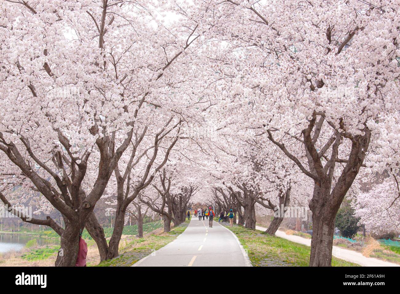 a spring trail with cherry blossoms Stock Photo - Alamy