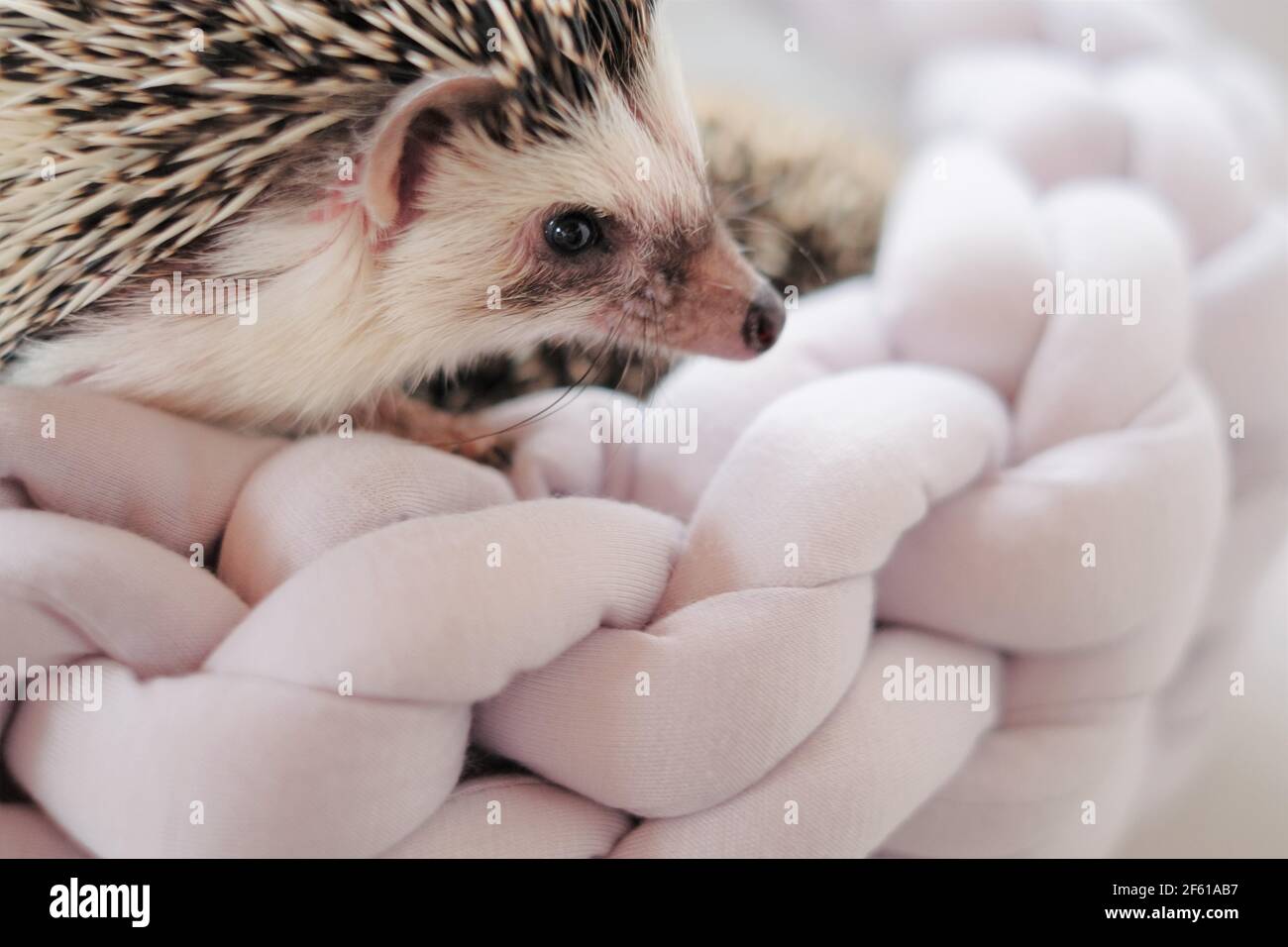 Hedgehog. african pygmy hedgehog in a gray wicker bed on a blurred ...