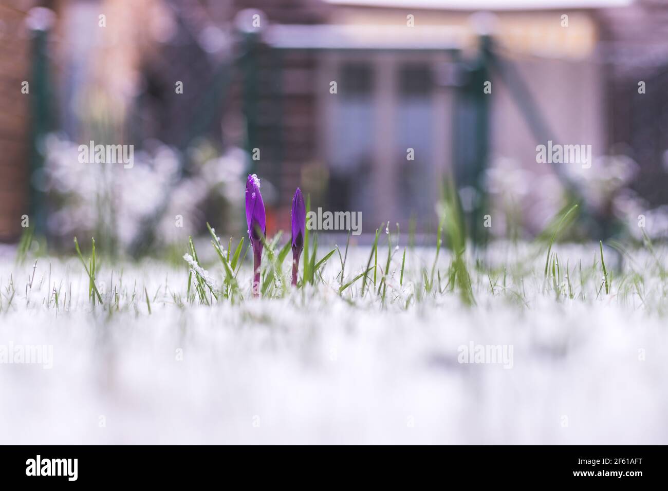 Spring snow showers hi-res stock photography and images - Alamy