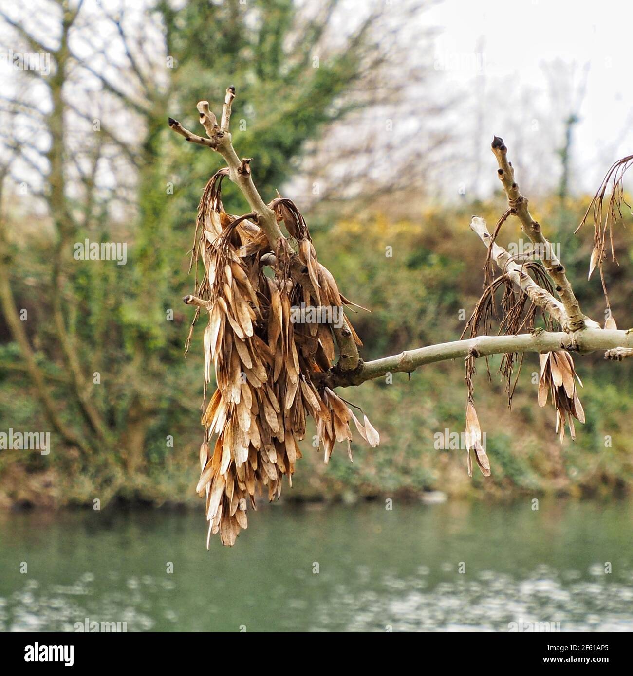 Hanging seed pods hi-res stock photography and images - Alamy