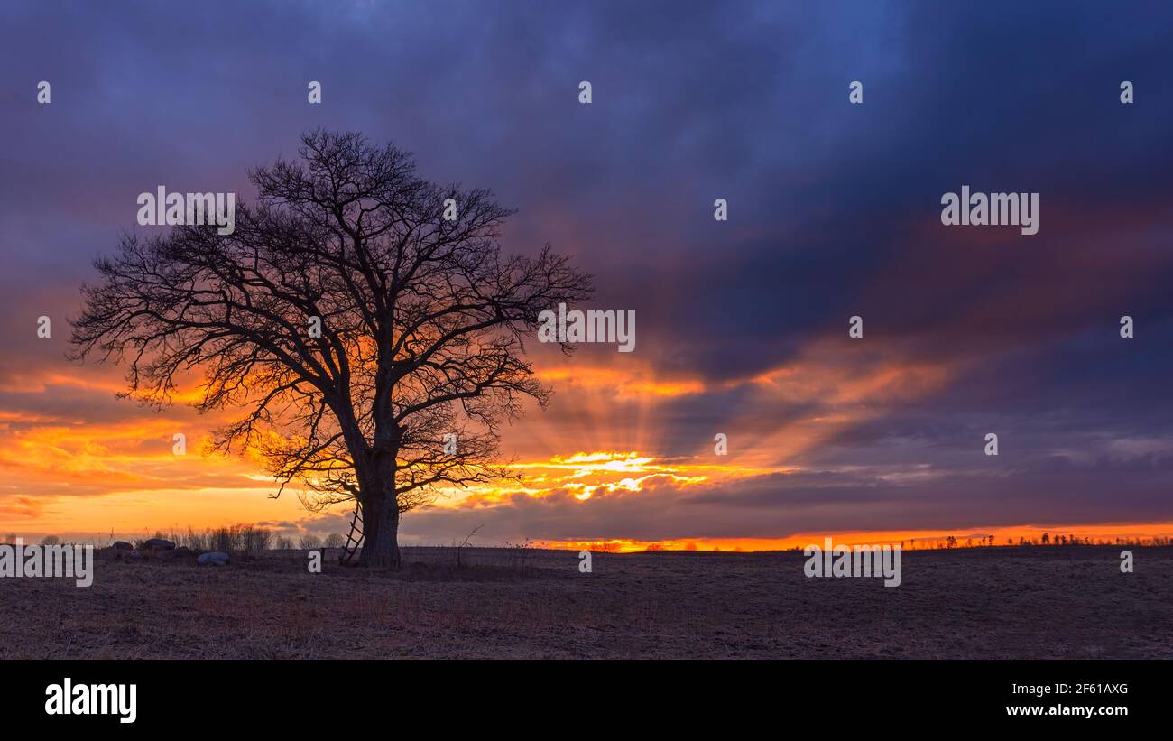 Red sunset with Oak tree at Dawn Stock Photo - Alamy