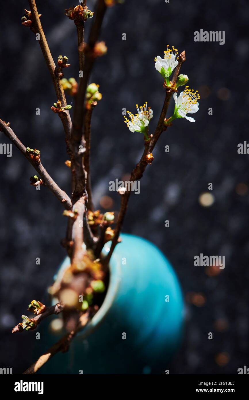 Branches blossoming flowering plants hi-res stock photography and ...