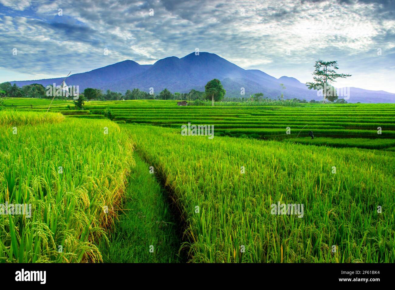 Vast rice field hi-res stock photography and images - Alamy