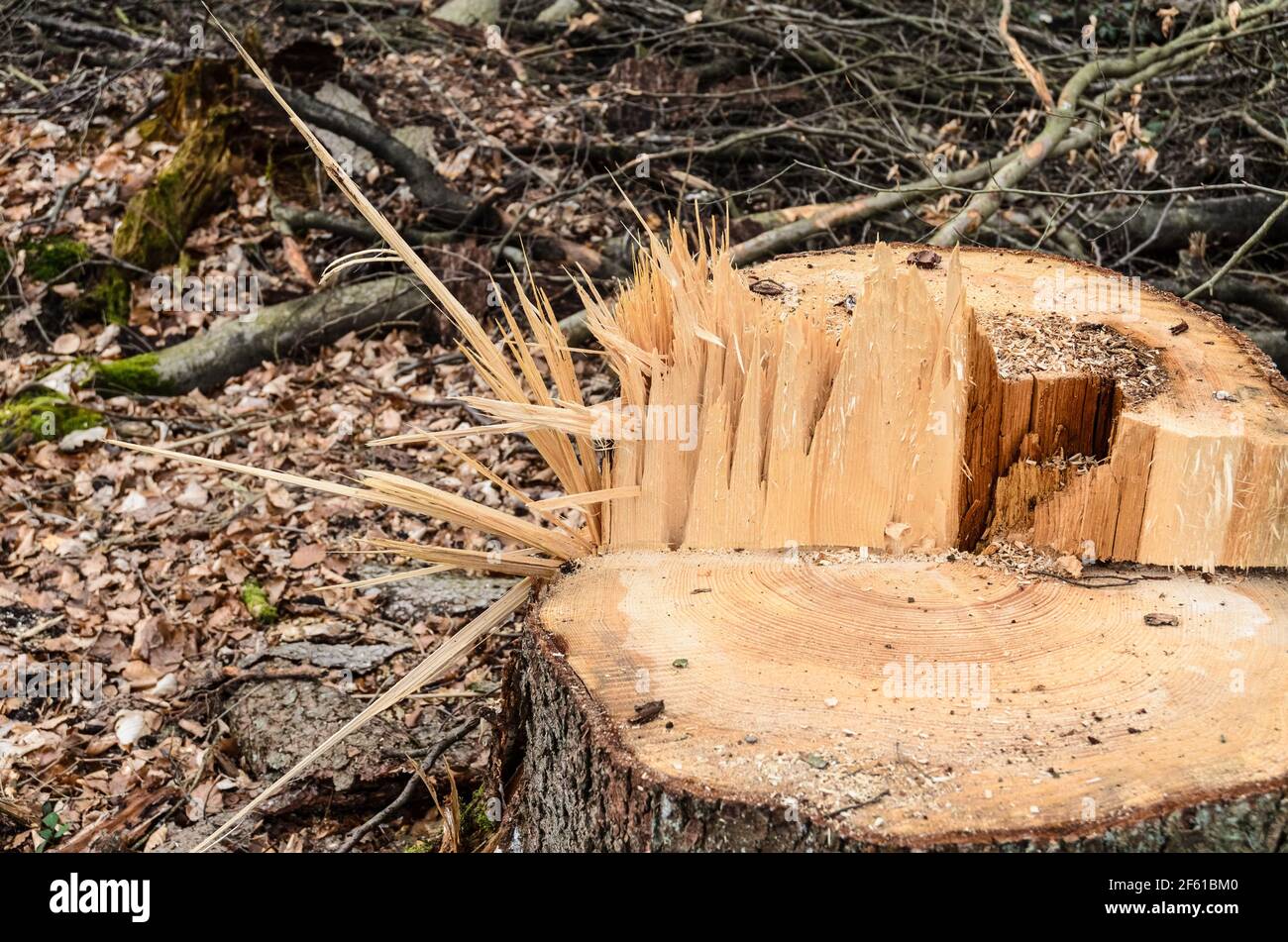 Tree stump after felling hi-res stock photography and images - Alamy