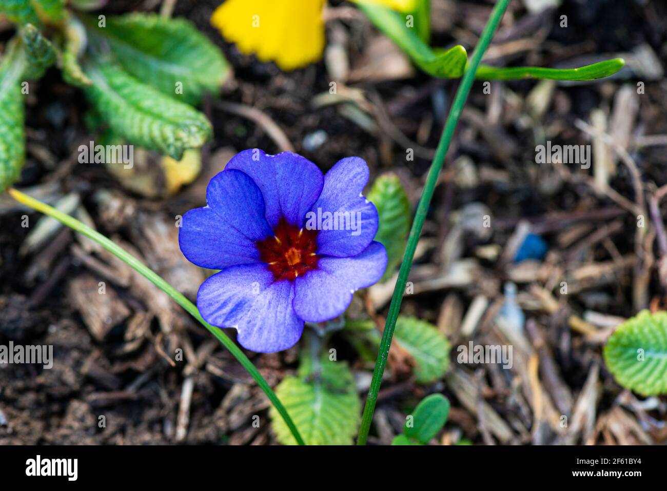A blue primrose flower Stock Photo - Alamy