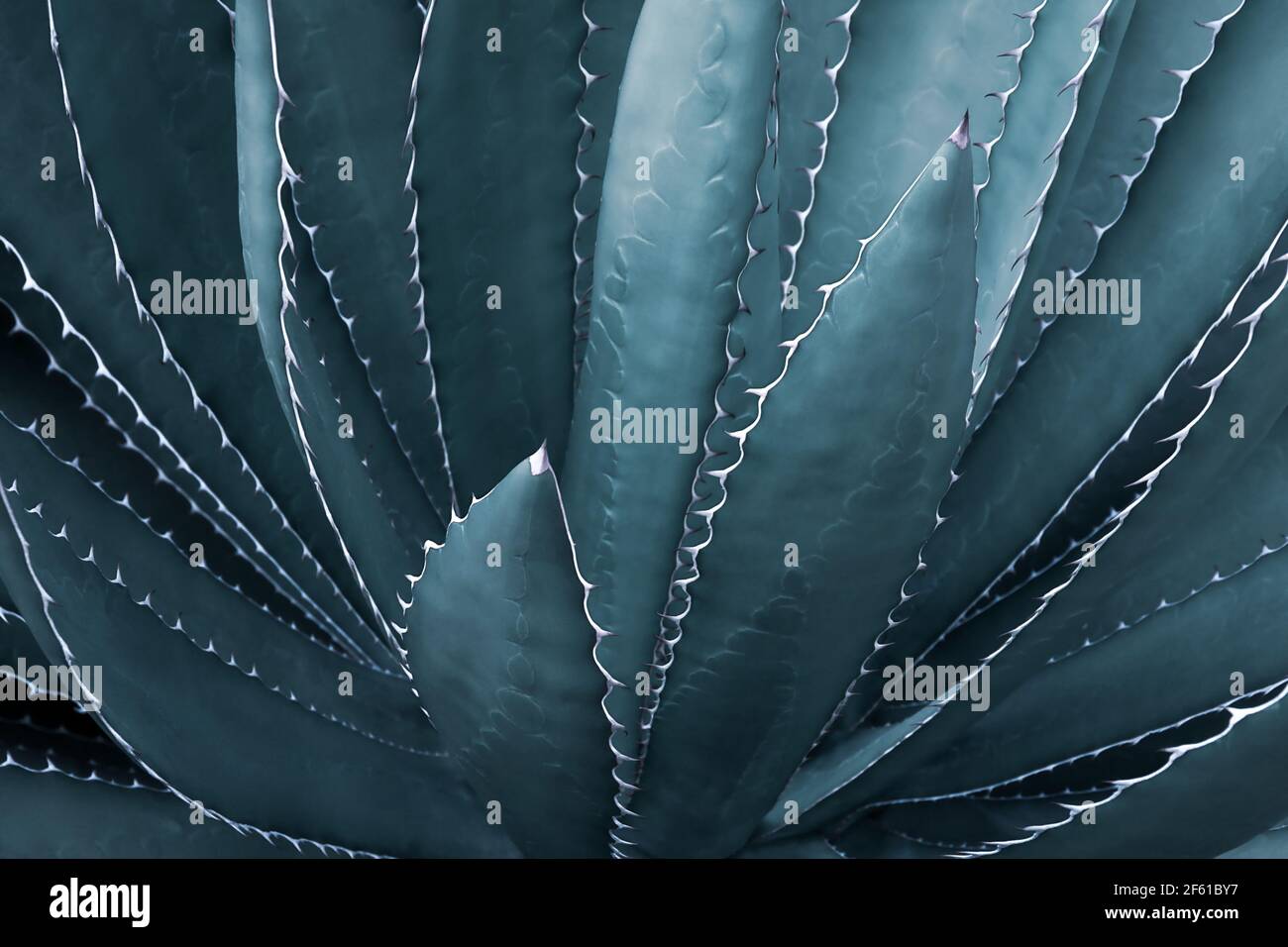 Agave Plant In Blue Tone Color Natural Pattern Background Stock Photo ...