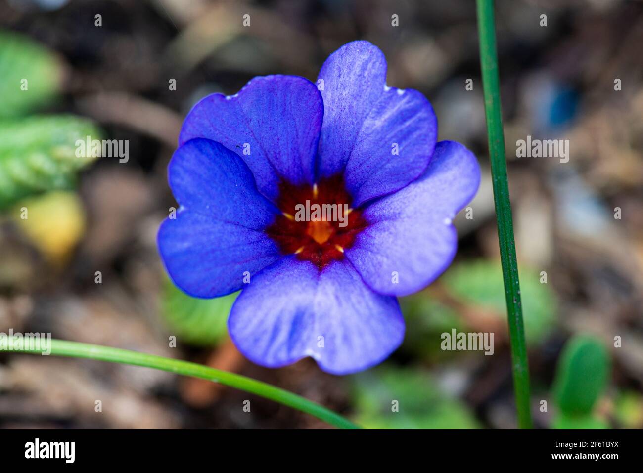 A blue primrose flower Stock Photo - Alamy