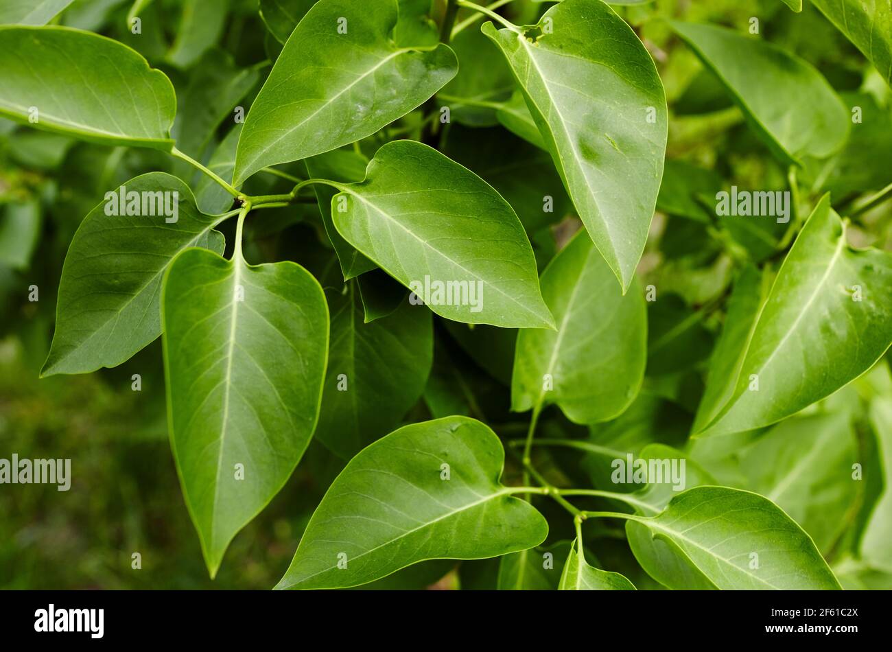 Beautiful green lilac leaves on branch. Fresh spring background on ...