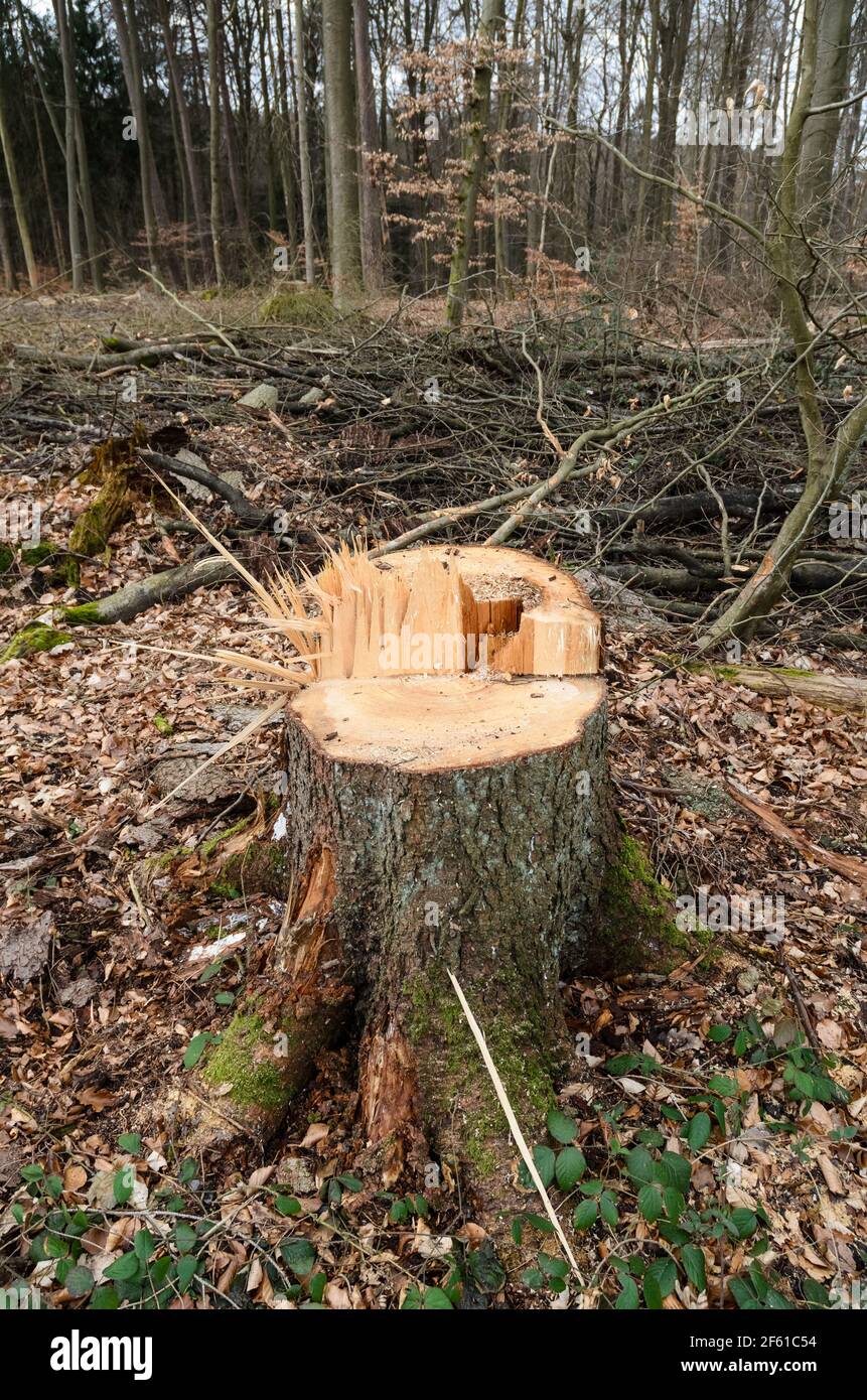 Wood splinter hi-res stock photography and images - Alamy