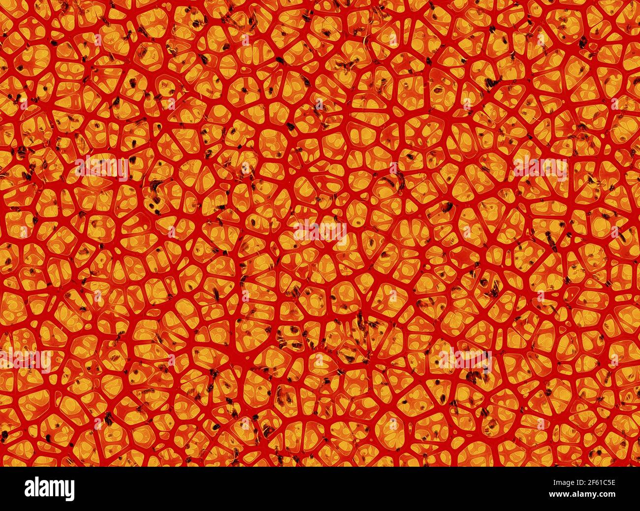 macro red bio cells backgrounds Stock Photo - Alamy