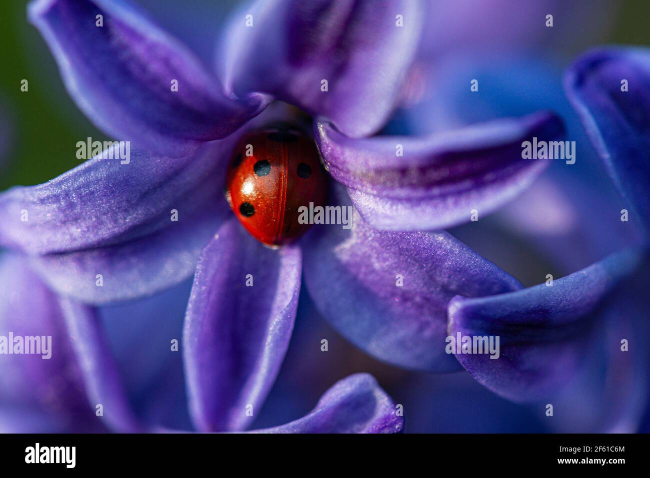 A seven-spot ladybird (Coccinella septempunctata) in the flower of a ...