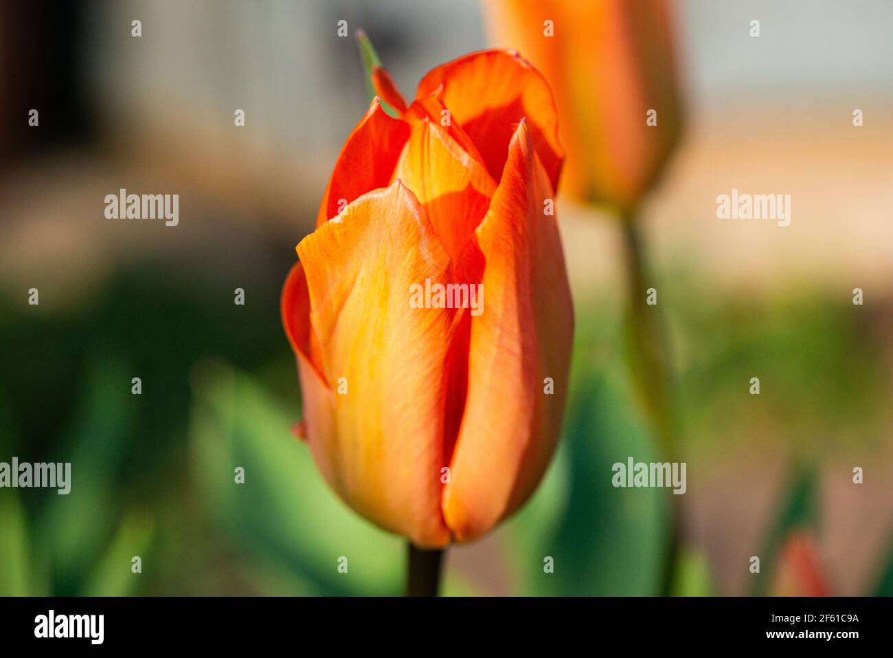 The flower of a tulip 'Orange Emperor' (Tulipa 'Orange Emperor' Stock ...