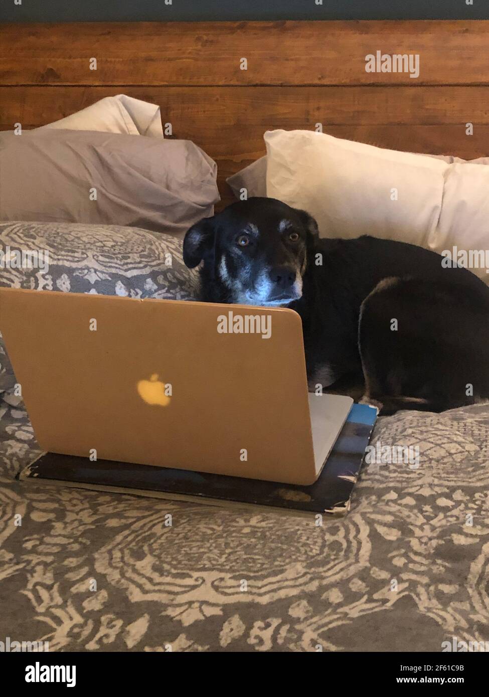 Dog relaxing on bed with Mac computer Stock Photo - Alamy