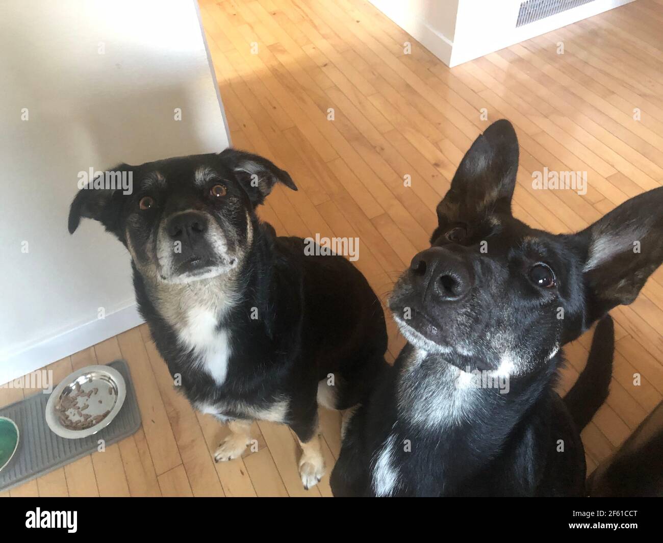 Two dogs waiting for food Stock Photo - Alamy