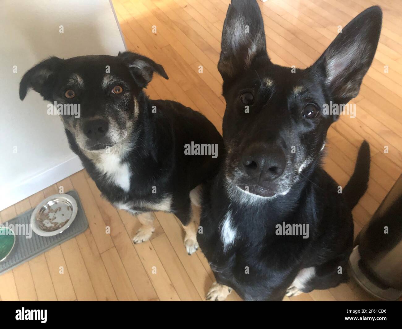 Two dogs waiting for food Stock Photo - Alamy