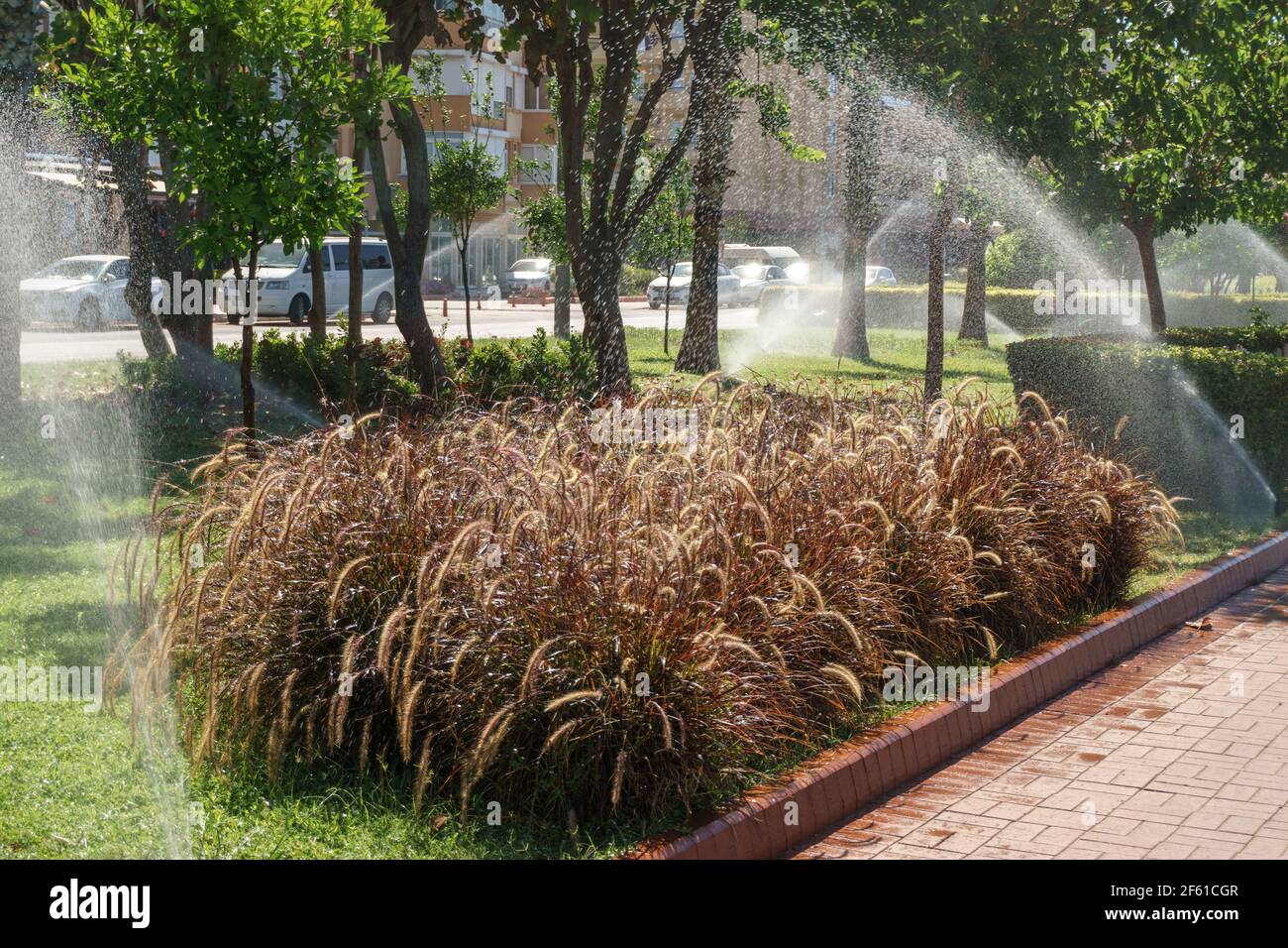 Automated watering system in the Park. Watering grass, trees and shrubs ...