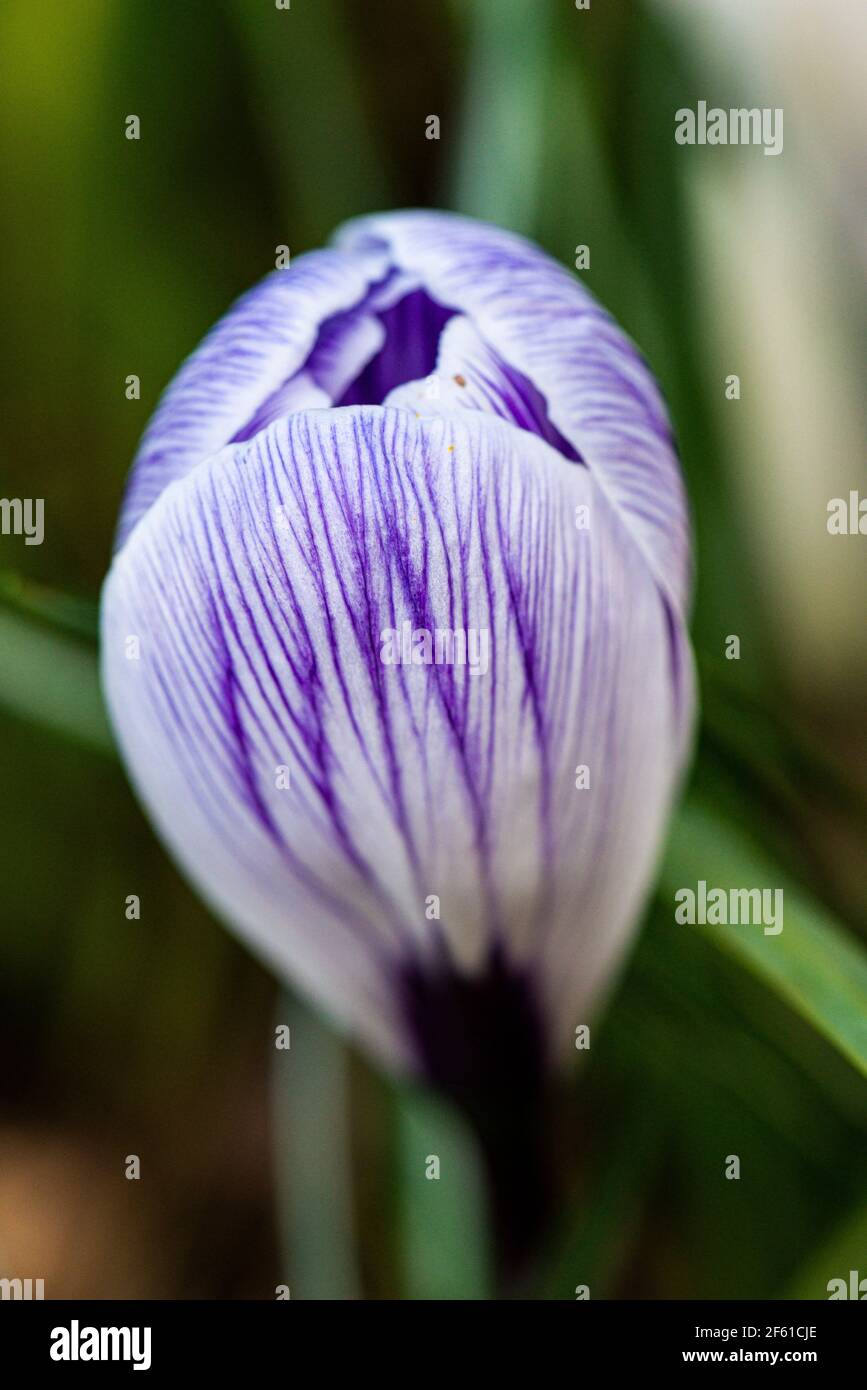 A purple striped crocus flower Stock Photo - Alamy