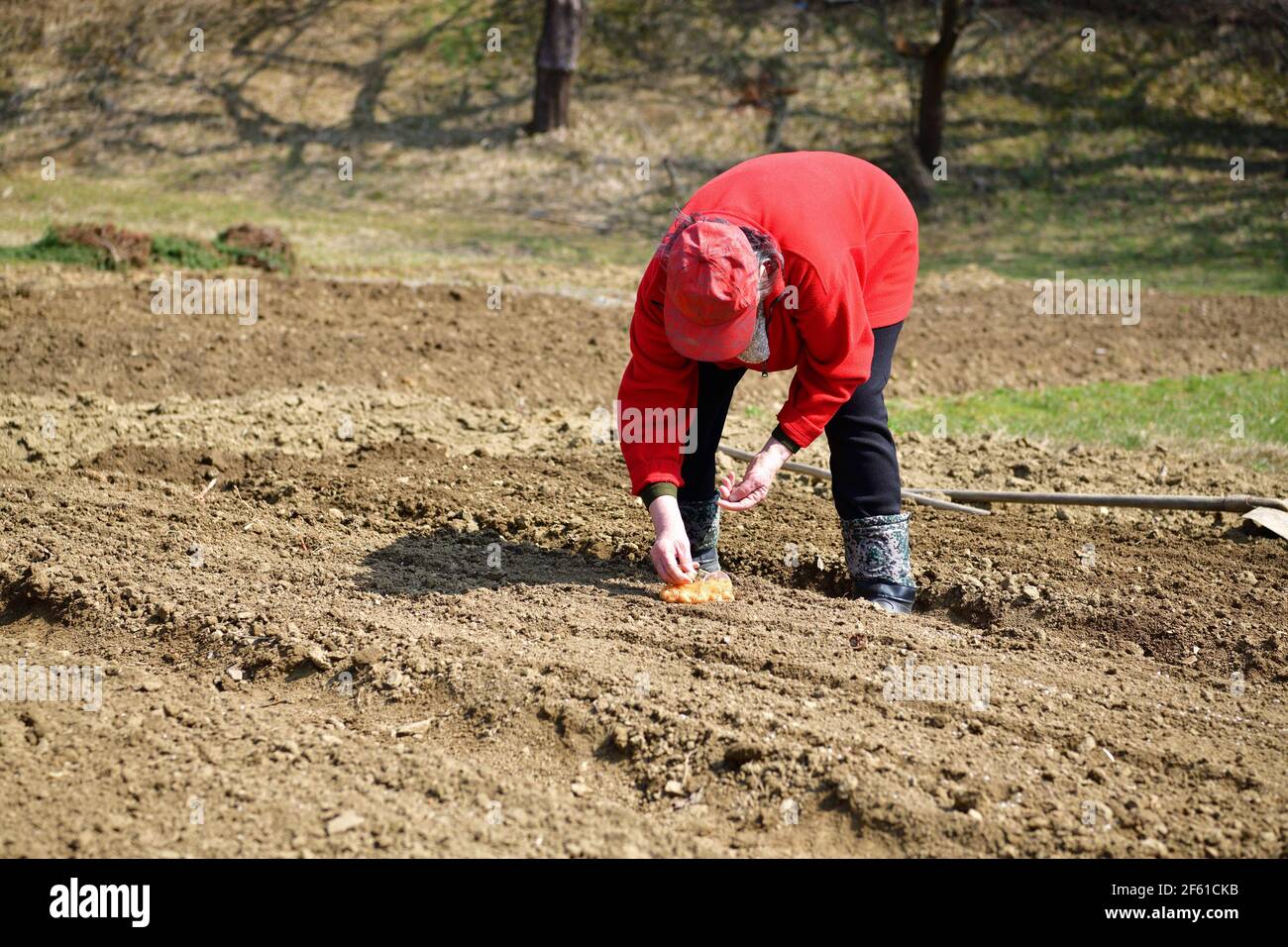 The traditional way of manually planting seeds in the soil with rakes ...