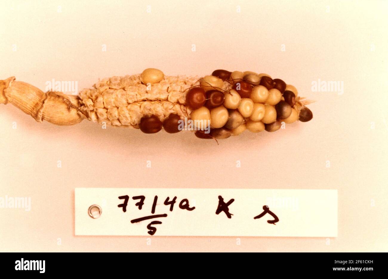 Maize Genetics Research by Barbara McClintock Stock Photo - Alamy