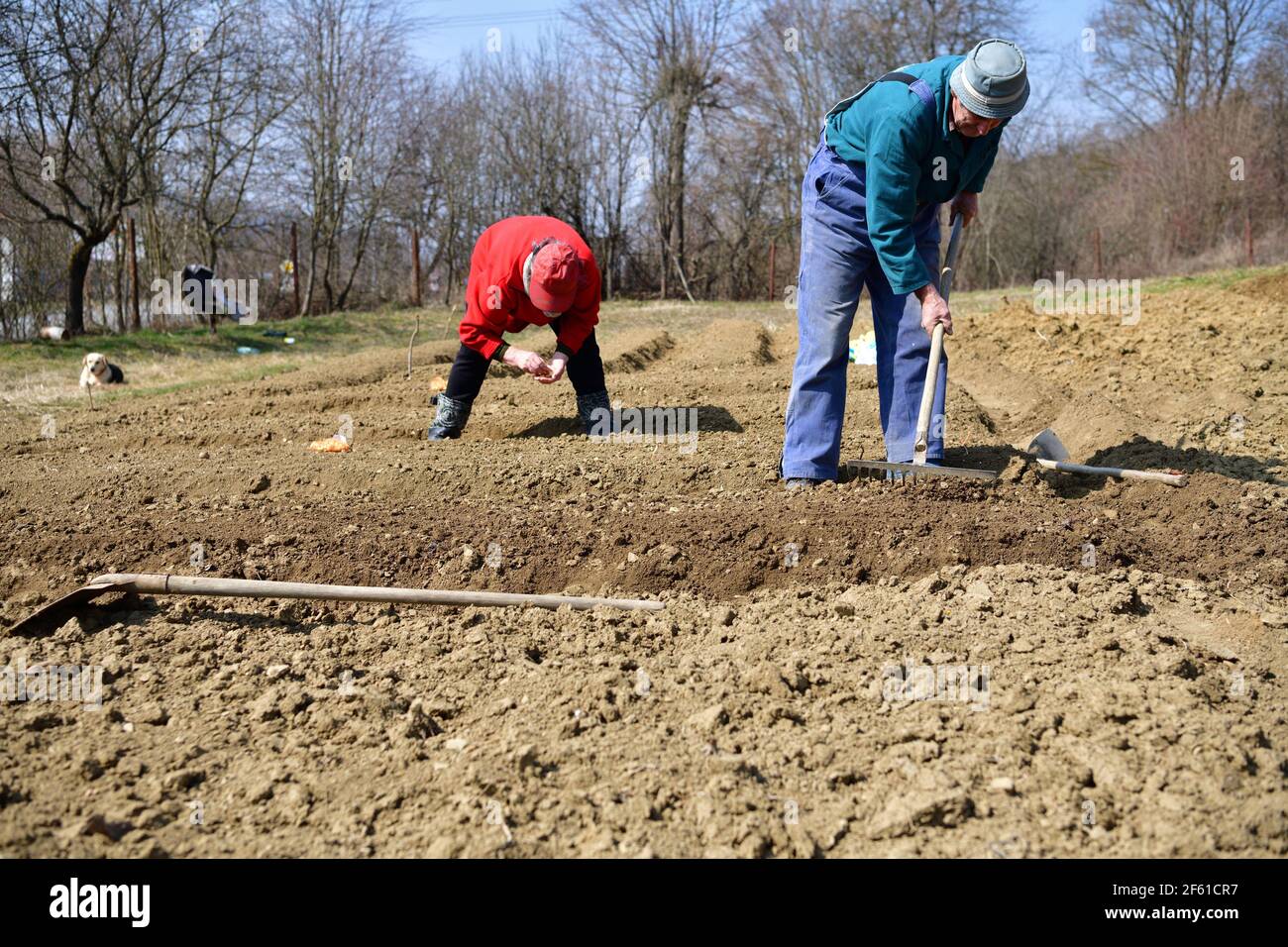 Farmers hand planting vegetable seeds in the spring in the garden Stock ...