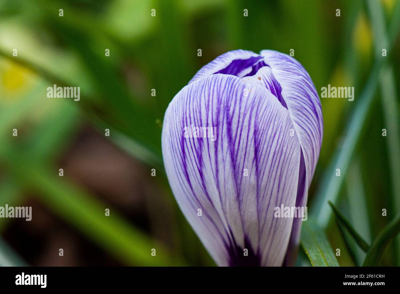 A purple striped crocus flower Stock Photo - Alamy