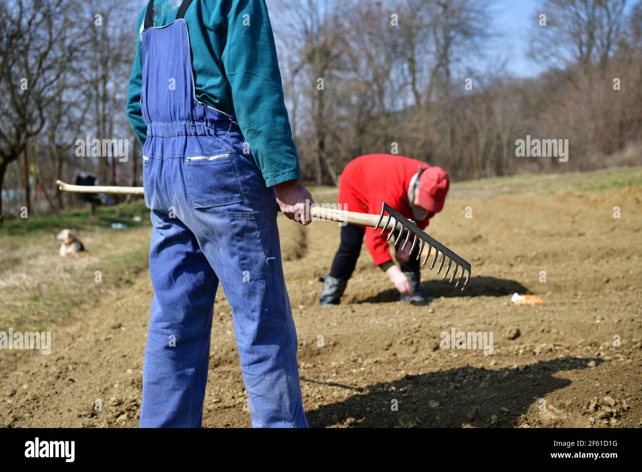 The traditional way of manually planting seeds in the soil with rakes ...