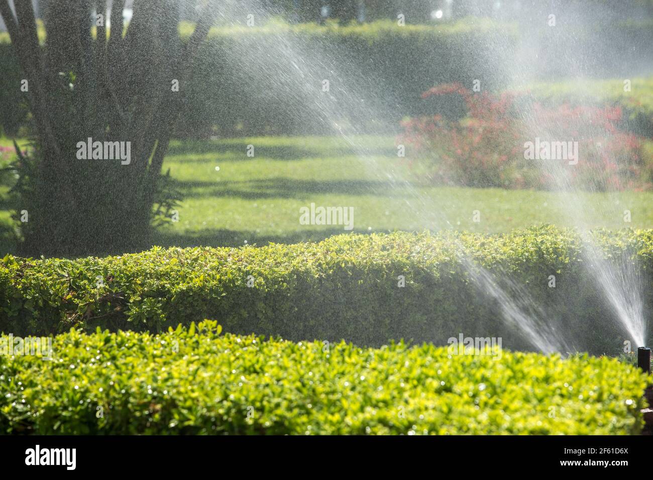 Automated watering system in the Park. Watering grass, trees and shrubs ...