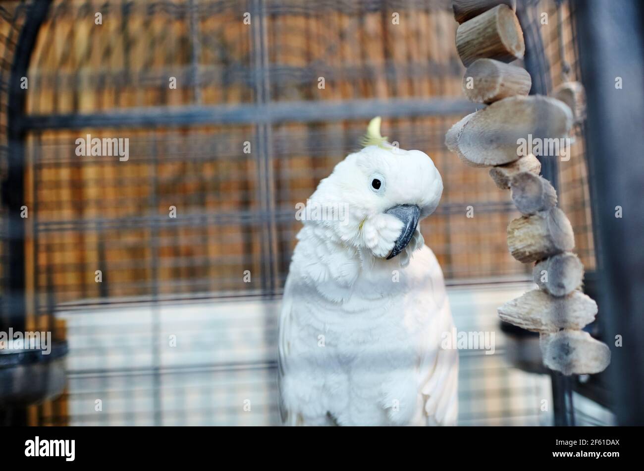 Closeup image of Cockatoo parrot from behind cell. Cacatua galerita ...