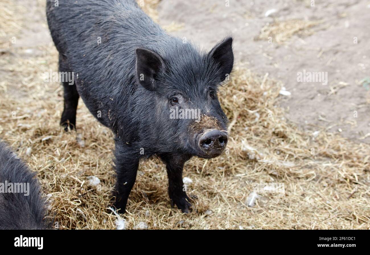 Wild black pig hi-res stock photography and images - Alamy
