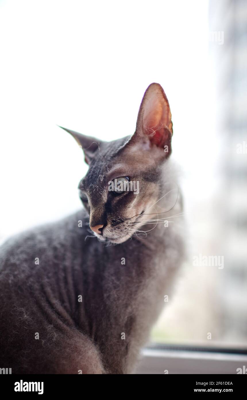 Sphinx kitty hi-res stock photography and images - Alamy