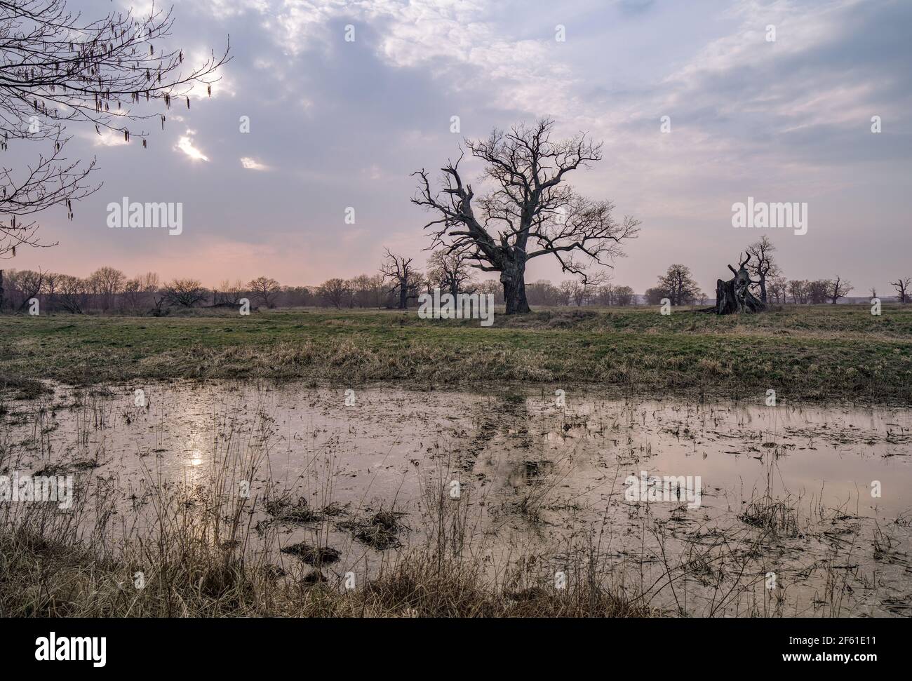 Old oaks. Dusk in Rogalin Landscape Park. Grazing meadows on the ...