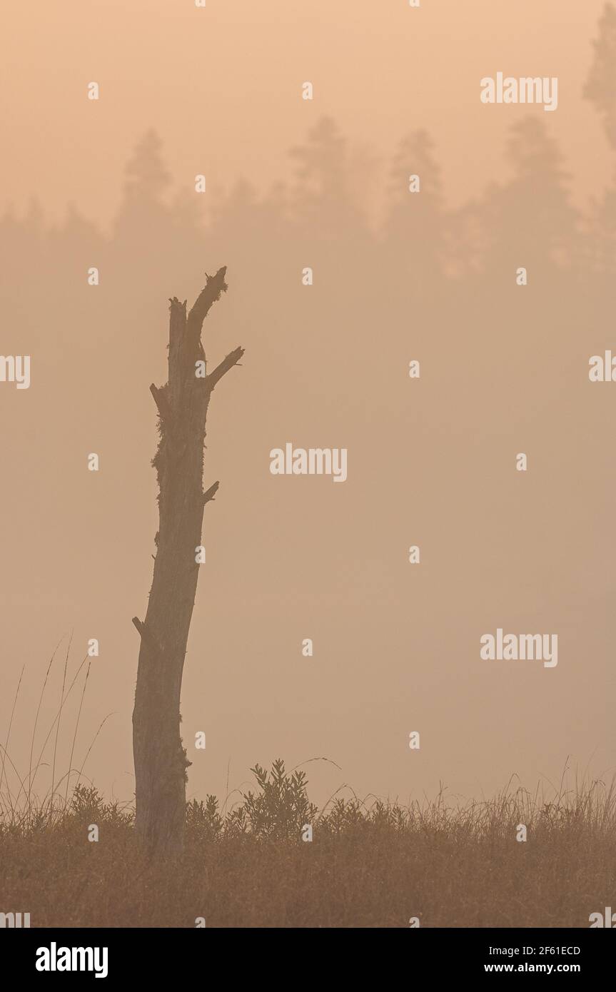 Dead tree standing in morning mist Stock Photo - Alamy