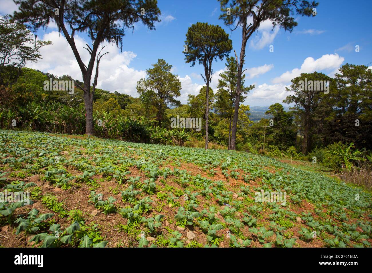 Dominican Republic, Jarabacoa, Scenery Stock Photo - Alamy
