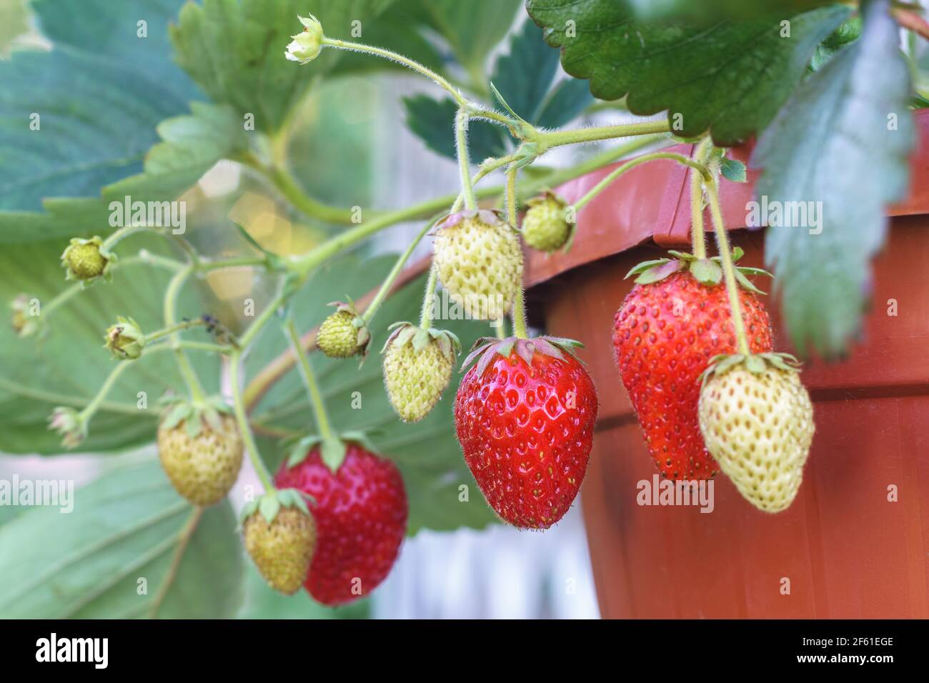 Ripe and immature everbearing strawberries in a pot closeup Stock Photo ...