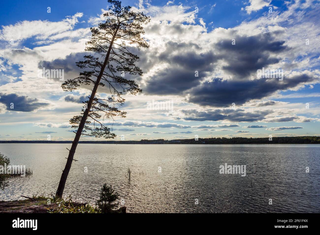 Crooked pine tree hi-res stock photography and images - Alamy