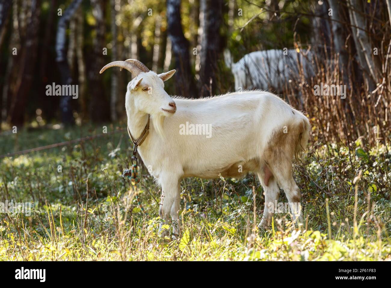 Goat tied hi-res stock photography and images - Alamy