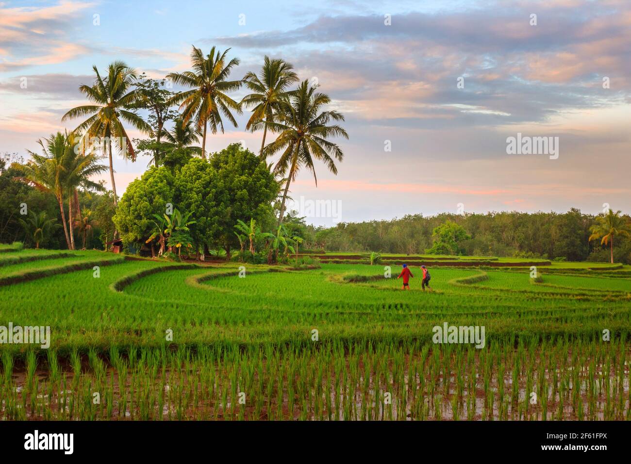 portrait of morning activity with sunrise over the rice fields of ...