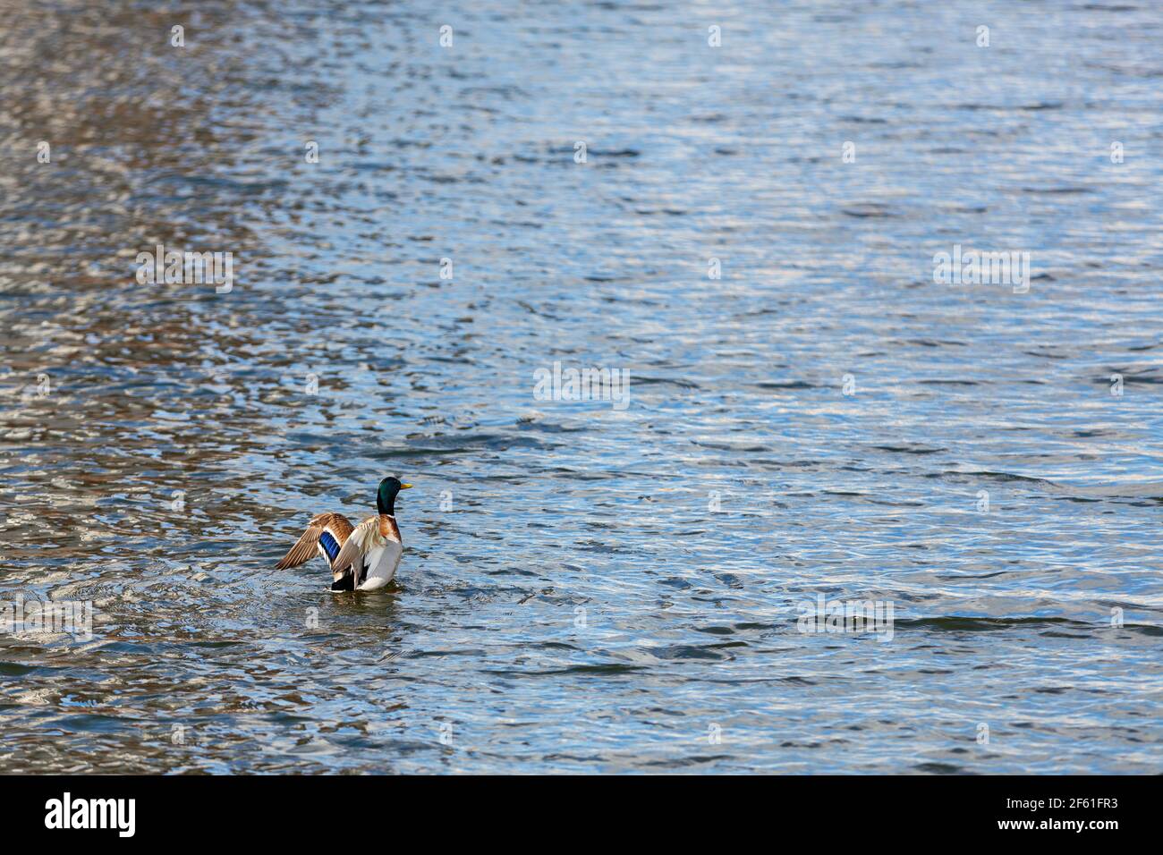 Drake floating over pond surface hi-res stock photography and images ...