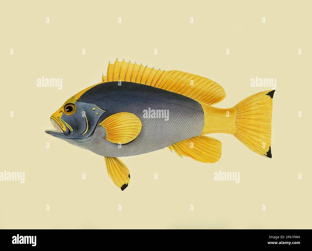 Illustration of the Blue and Yellow Grouper Stock Photo - Alamy