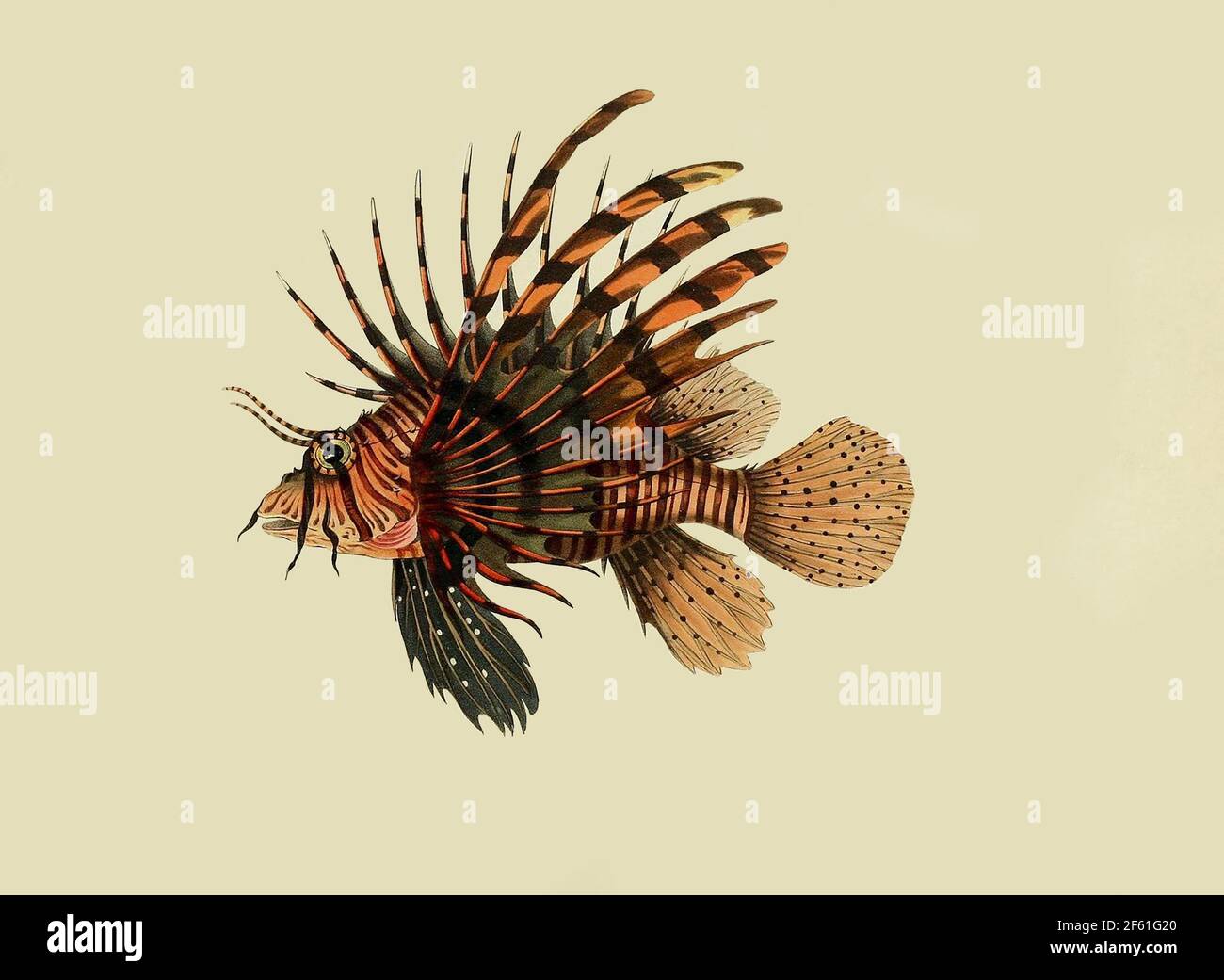 Illustration of Red Lion Fish Stock Photo - Alamy