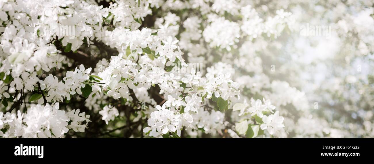 Spring background with blooming white apple tree flowers. Beautiful ...