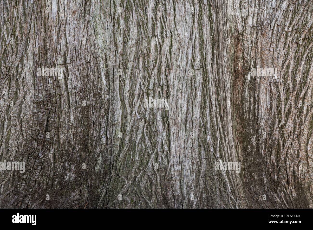 Cypress tree wood texture hi-res stock photography and images - Alamy