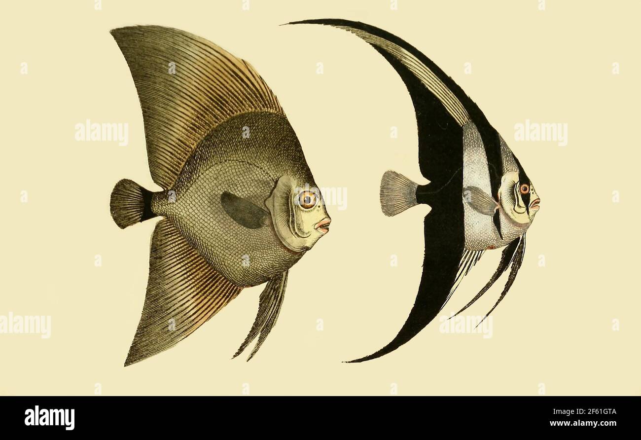 Illustration of the Orbicular Batfish and Teira Batfish Stock Photo - Alamy