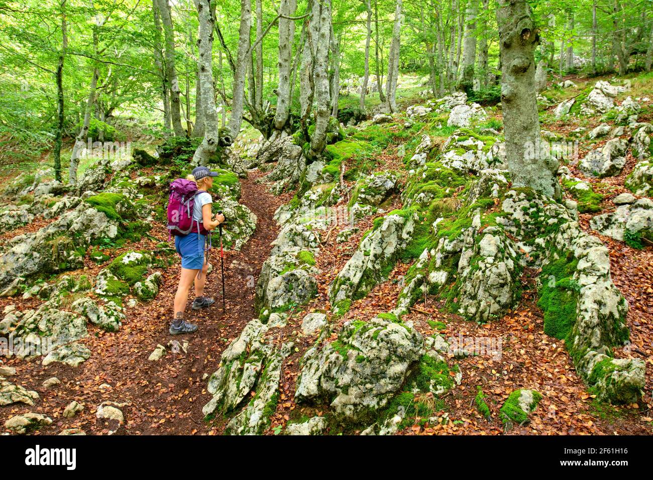 Hiker woman with a walking stick in a path in a beechwood Stock Photo ...