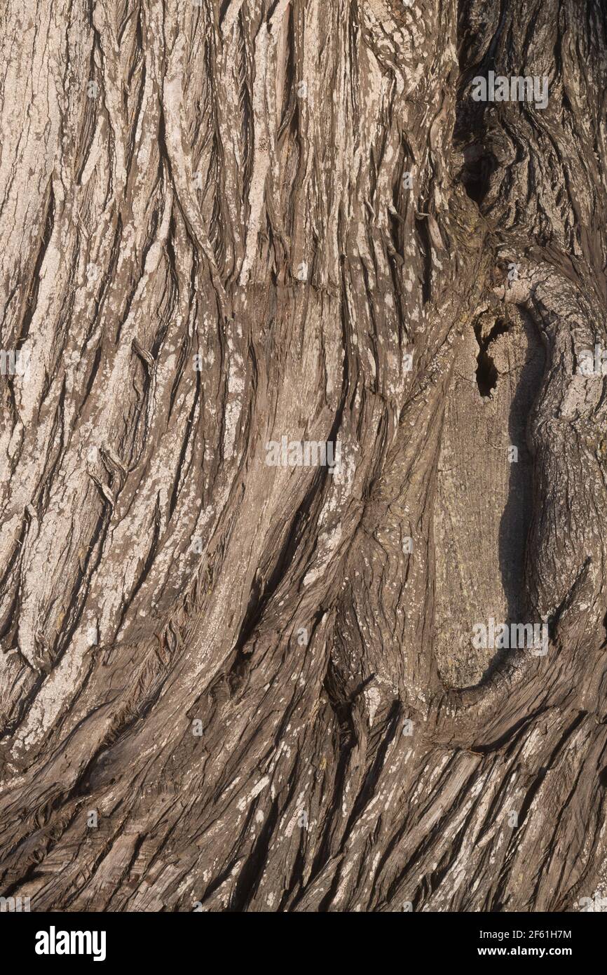 The bark the Monterey Cypress tree, Hesperocyparis macrocarpa ...
