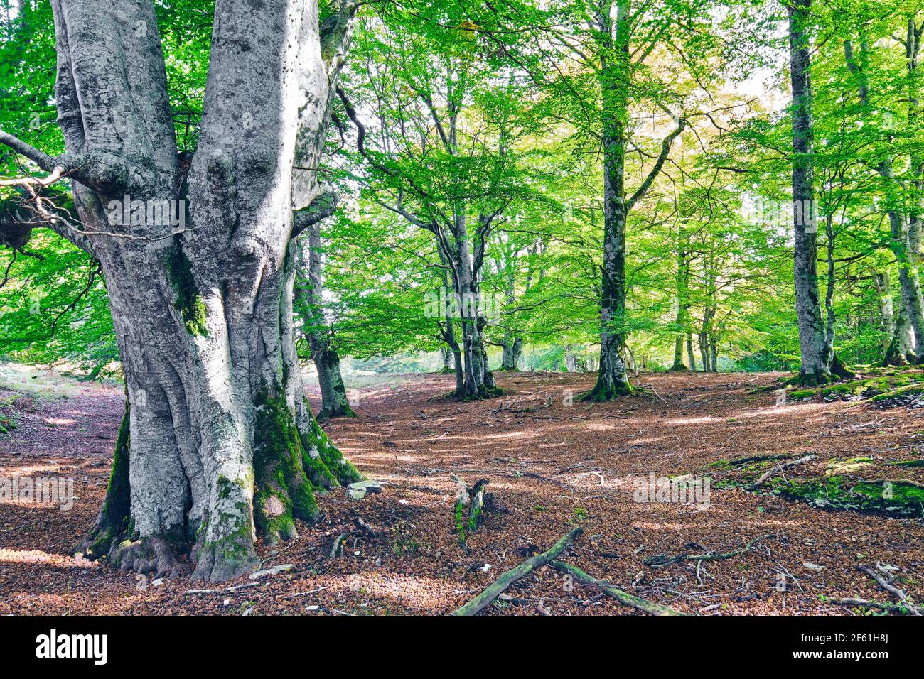 Trees in a beechwood Stock Photo - Alamy