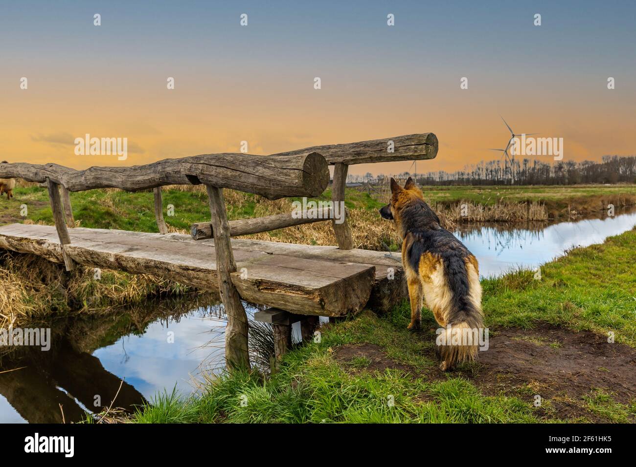 Long haired german shepherd hi-res stock photography and images - Alamy